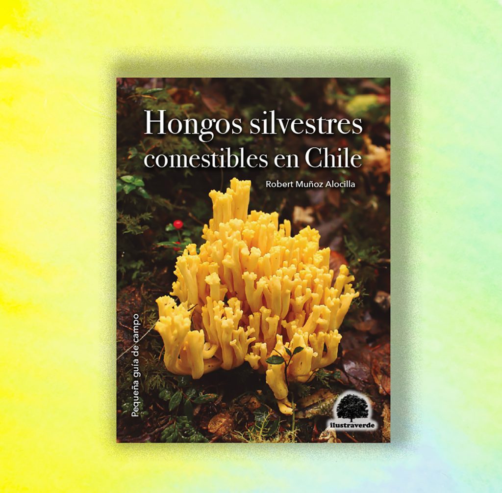 Pequeña guía de hongos silvestres comestibles en Chile – Ilustraverde